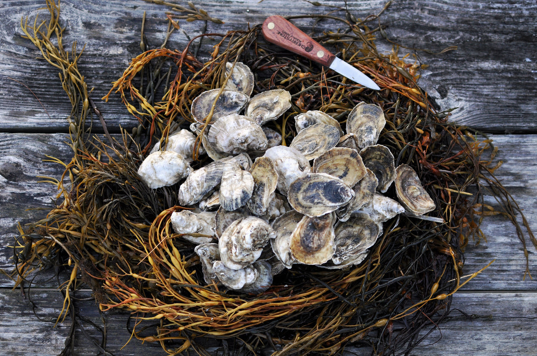Clams & Oysters – Cherrystone Aqua-Farms